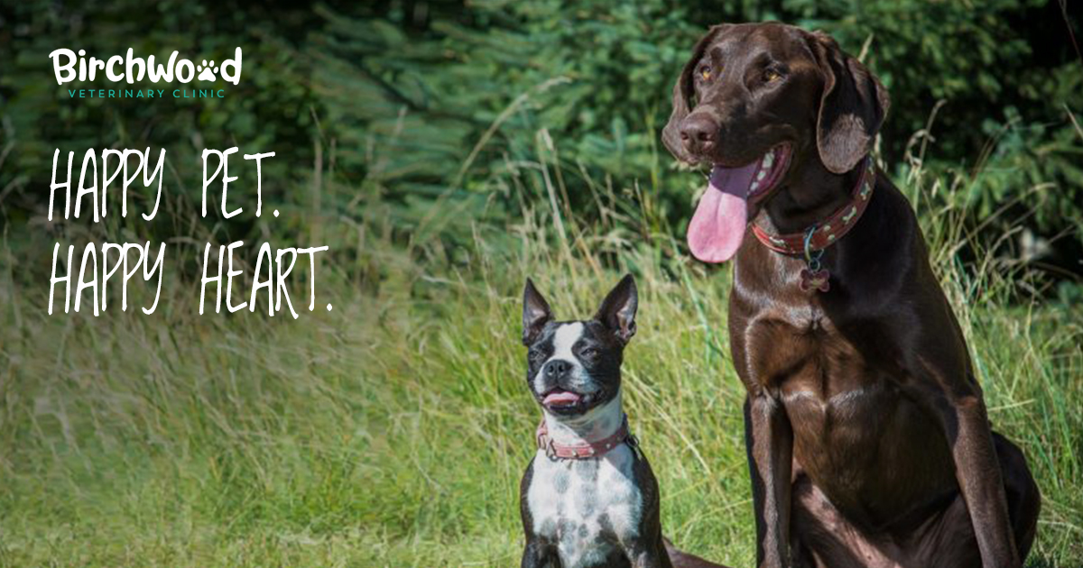 Birchwood Veterinary Clinic | Happy Pet. Happy Heart. | Prince George, BC